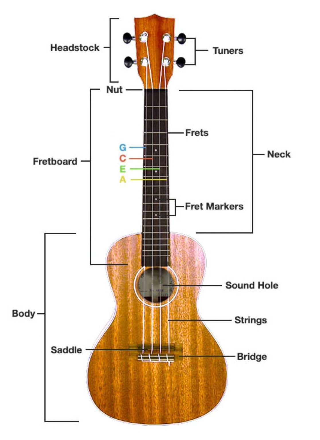 Anatomy of a ukulele